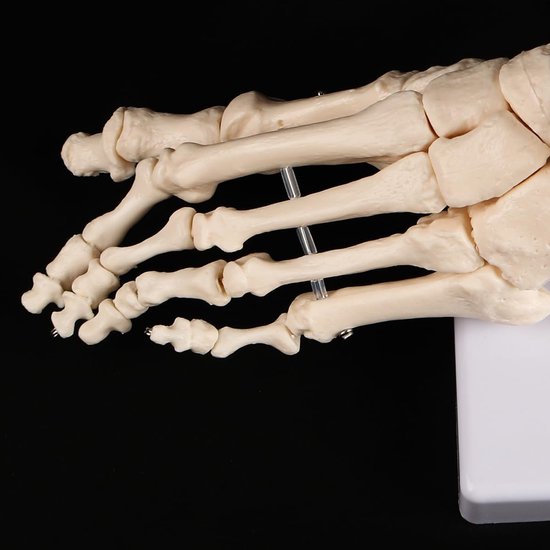 Anatomisch Model Voet & Enkelgewricht - Skeletmodel Linkervoet voor ...