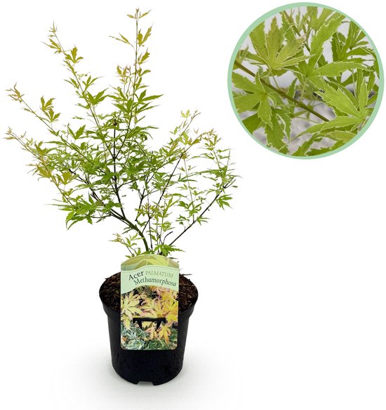 Tuinplantenshop.com | Terrasplant - Japanse Esdoorn - Acer palmatum ...