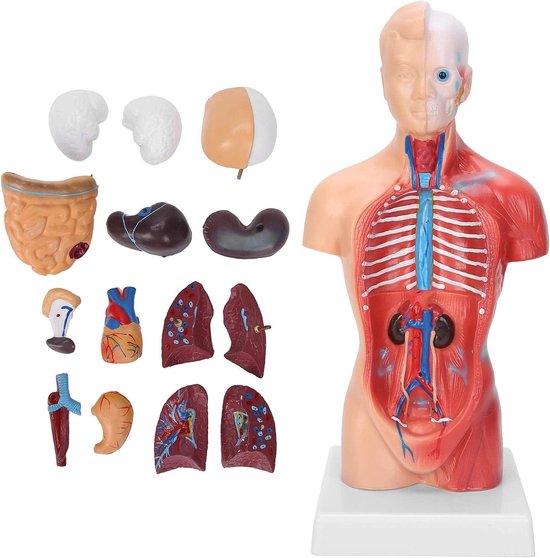 Allecto Plus - Torso Model 28 cm met Afneembare Interne Organen ...