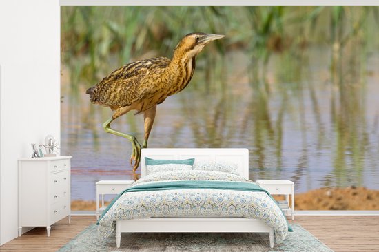 Behang - Fotobehang Een roerdomp staand in het water - Breedte 345 cm x ...