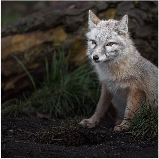 Poster (Mat) - Portrait van Zittende Grijs-Witte Vos - 80x80 cm Foto op ...