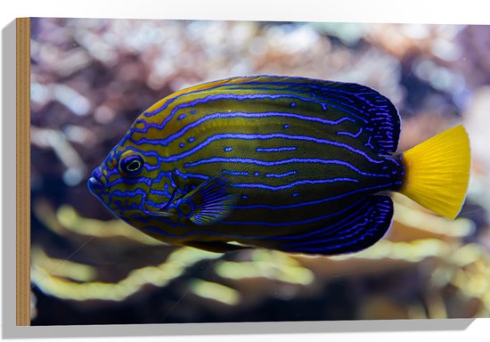 WallClassics - Hout - Blauw met Gele Vis Zwemmend in het Water - 60x40 ...