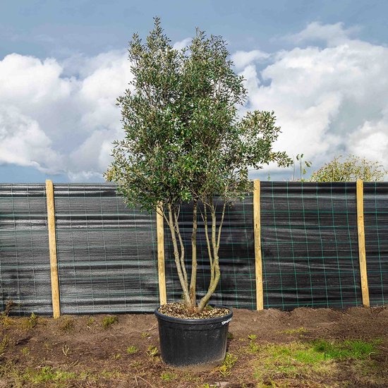 Steeneik meerstammig volgroeid #2 | Quercus Ilex | Bomenbezorgd.nl | bol