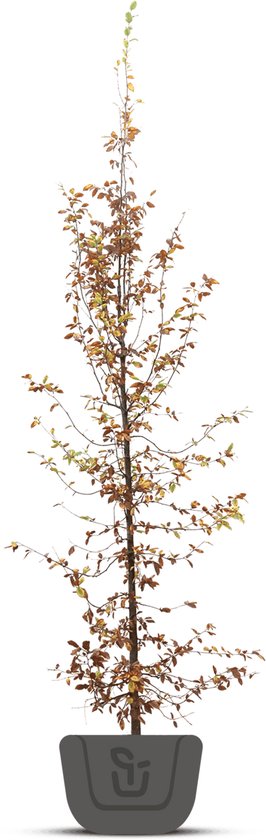 Carpinus betulus | haagbeuk boom | Stamomtrek: 8-10 cm beveerd | bol