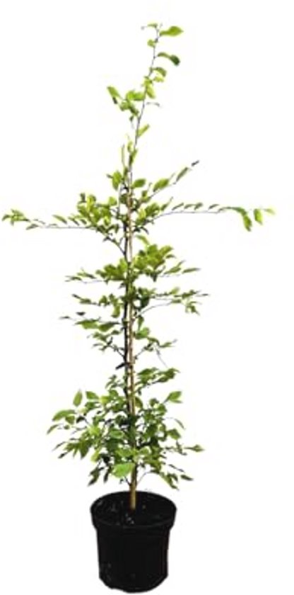 Haagbeuk Carpinus betulus - Winterhard en Geschikt voor Elke Tuin | bol
