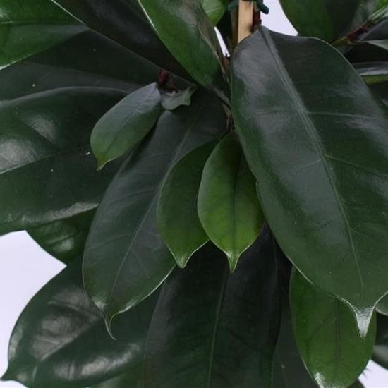 Choice of Green - Ficus cyathistipula - Hoogte 100 cm - Diameter pot 21 ...
