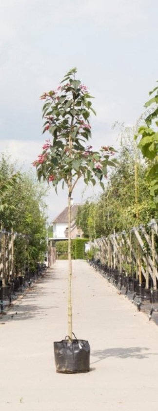 Pindakaasboom | Clerodendrum trichotomum | Bomenbezorgd.nl | bol