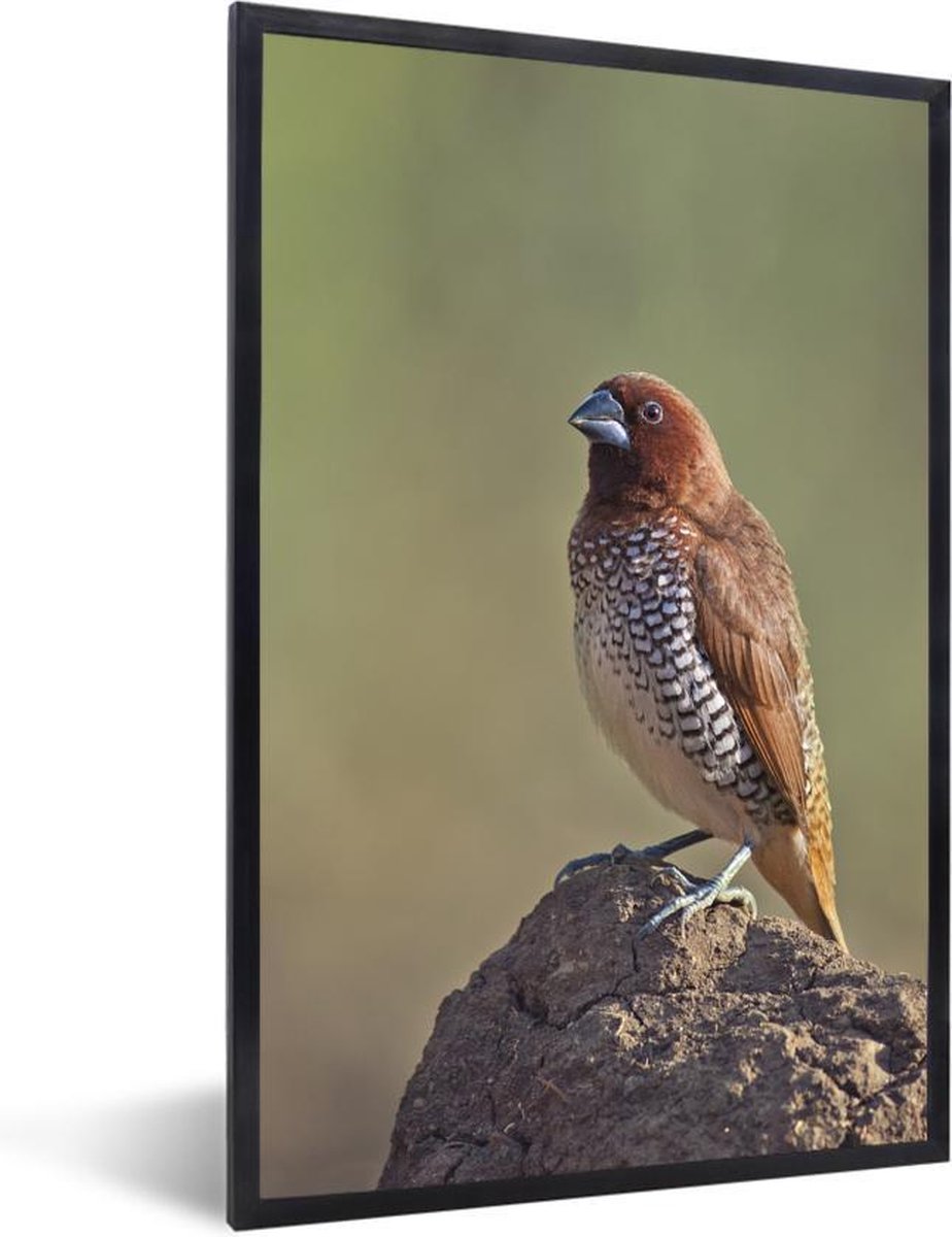 Fotolijst incl. Poster - Muskaatvink op rots - 60x90 cm - Posterlijst ...