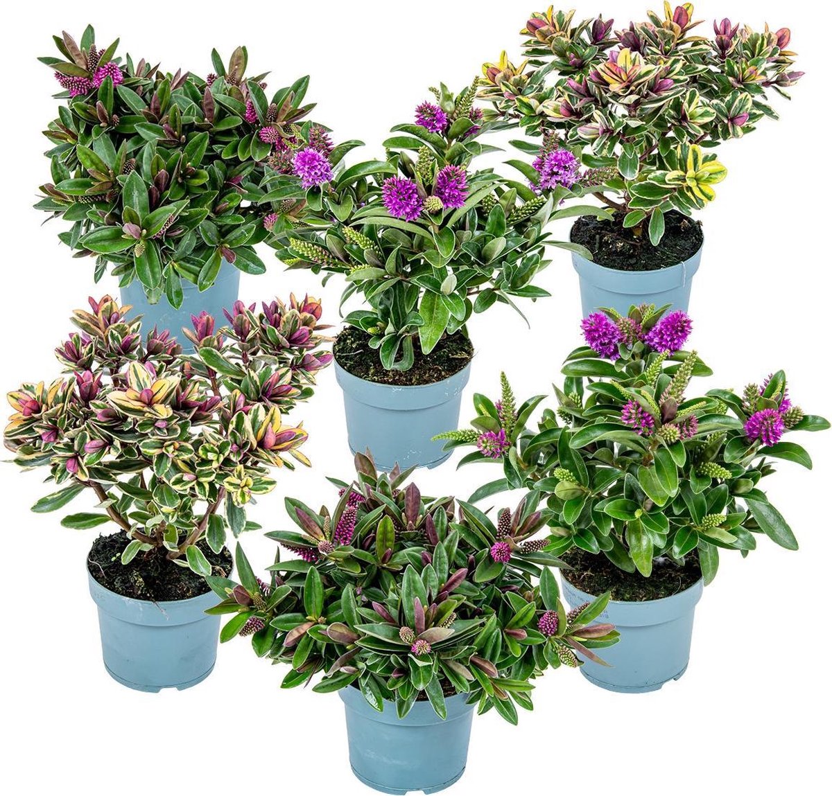 Hebe Veronica MIX per 6 stuks | Buitenplant in kwekerspot ⌀10.5 cm - ↕ ...