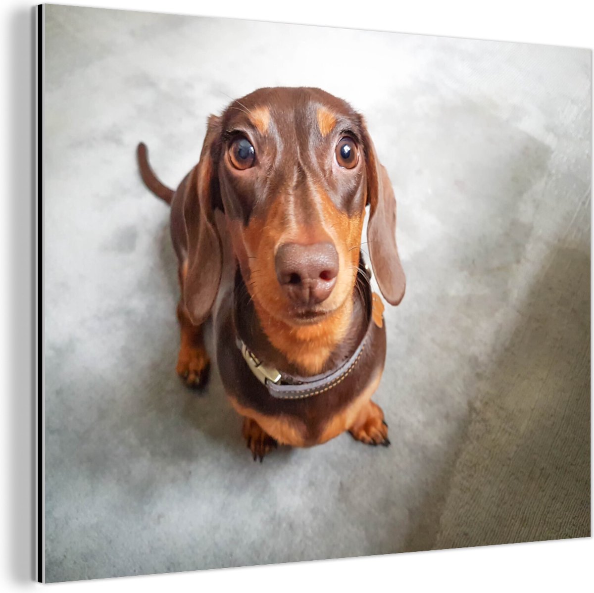 Gros plan d'une tête de teckel Aluminium 160x120 cm - Tirage photo sur ...