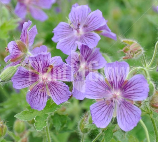 6x Ooievaarsbek / Geranium magnificum | Meerjarige/Vaste planten ...