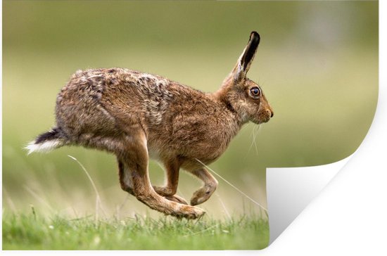 Muursticker Knaagdieren -rennende haas - 60x40 cm - zelfklevend ...