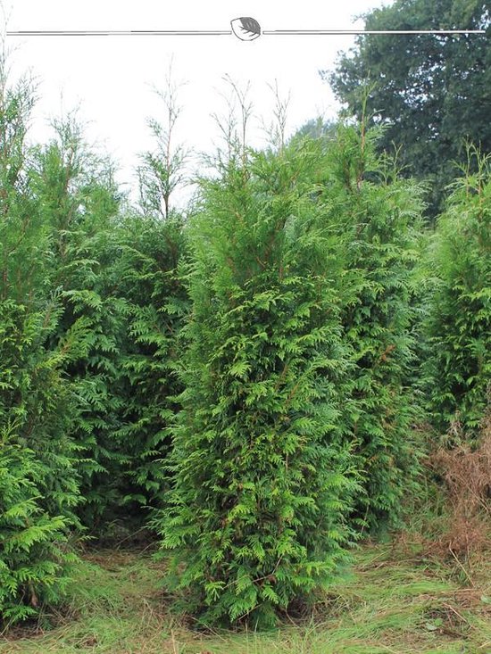 Levensboom Thuja plicata Atrovirens 100-120 cm, 25x Haagplant | bol