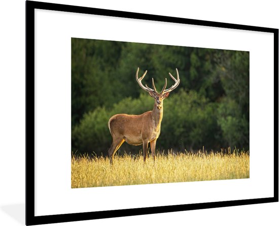 PosterMonkey - Fotolijst - Hert - Natuur - Weide - Bos - Natuur ...