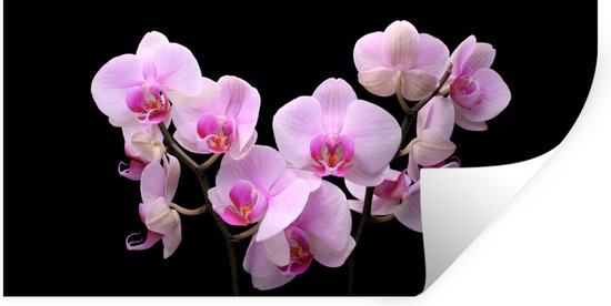 Muurstickers - Sticker Folie - Orchidee - Bloemen - Roze - Flora - 160x80 cm -... | bol