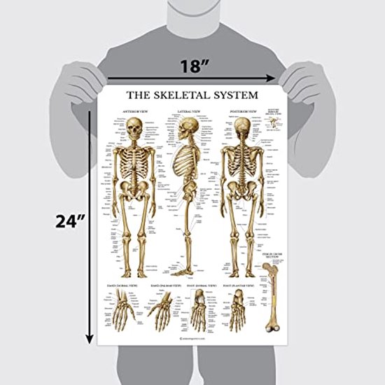 Anatomische Skelet Poster - Gelamineerde Anatomische Kaart van het ...