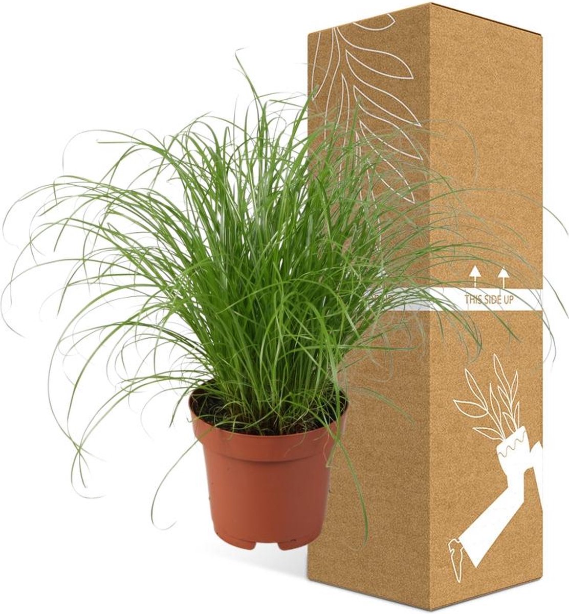 Grassen en bodembedekkers – Kattengras (Cyperus Alternifolius Zumula ...