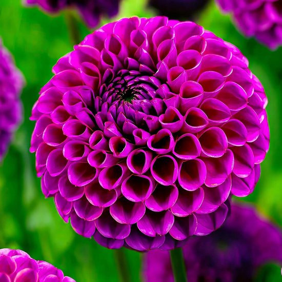 Dutch Bulbs Dahlia - Pon Pon - Bloembollen - 5 stuks - Paars - Bloem ...