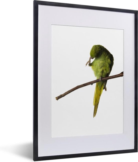 Groene parkiet op een tak voor een witte achtergrond | bol.com