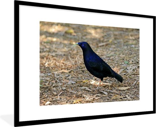 Fotolijst incl. Poster - Prieelvogel op de grond met nestmateriaal ...