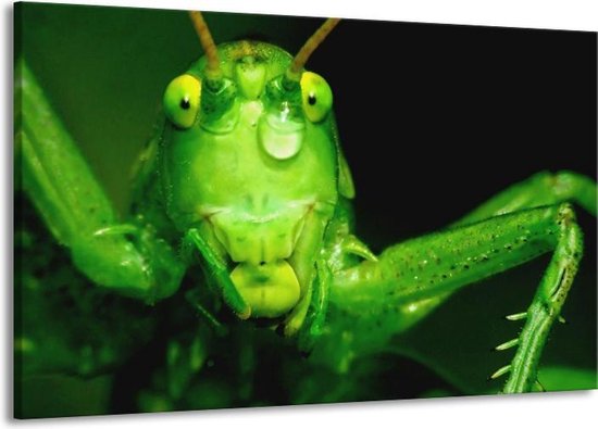 Schilderij Op Canvas - Groot - Sprinkhaan - Groen, Zwart - 140x90cm ...