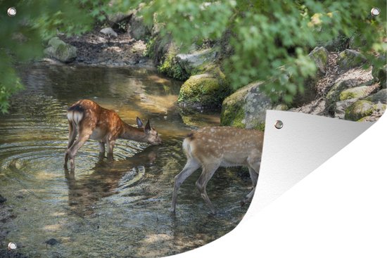 Tuinposter - Tuindoek - Tuinposters buiten - Herten - Water - Mos ...