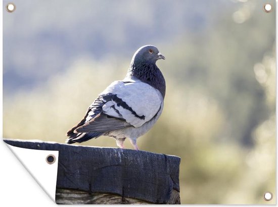 Rock pigeon sur une poutre en bois Poster de jardin 40x30 cm - petit ...