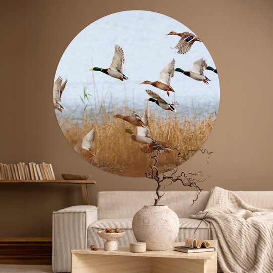 Behangcirkel - Eend - Vogel - Riet - Water - Zelfklevend behang ...