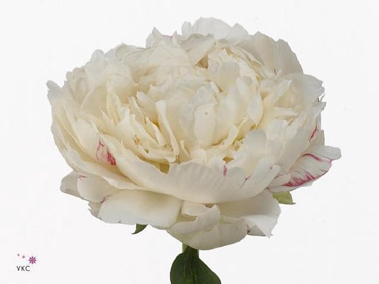 10x Paeonia snow princess 60cm | bol