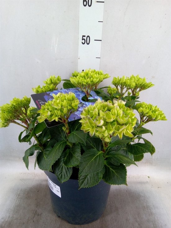 Sproution Hydrangea mac. 'Hi River' - Hoogte 40cm - Potmaat 23cm ...