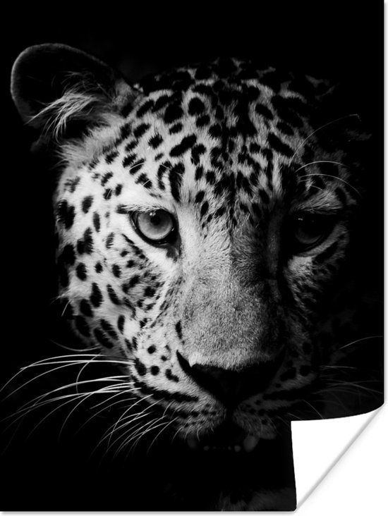 Poster Panter - Wilde dieren - Zwart wit - Dieren - 120x160 cm XXL | bol