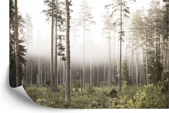 Fotobehang Bos In Mist | bol