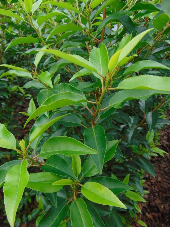 Portugese Laurier 60-80 cm (in pot) - Prunus lusitanica 'Angustifolia ...