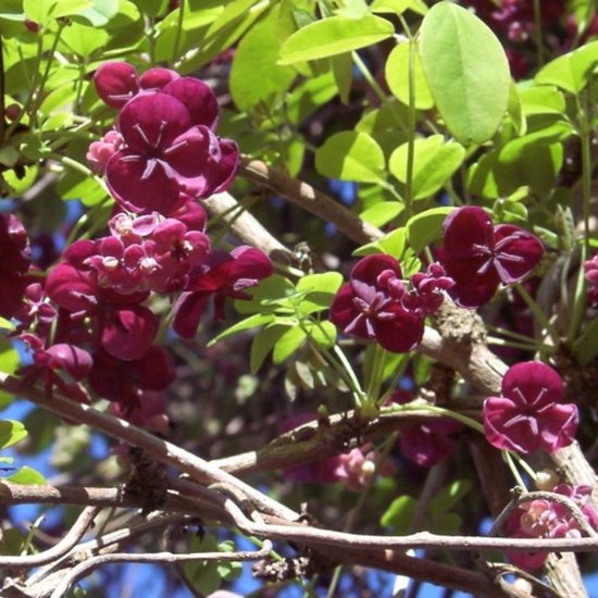 Akebia quinata - Schijnaugurk | bol