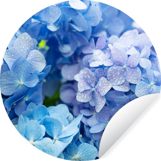 Behangcirkel - Zelfklevend behang - Hortensia - Bloemen - Natuur ...