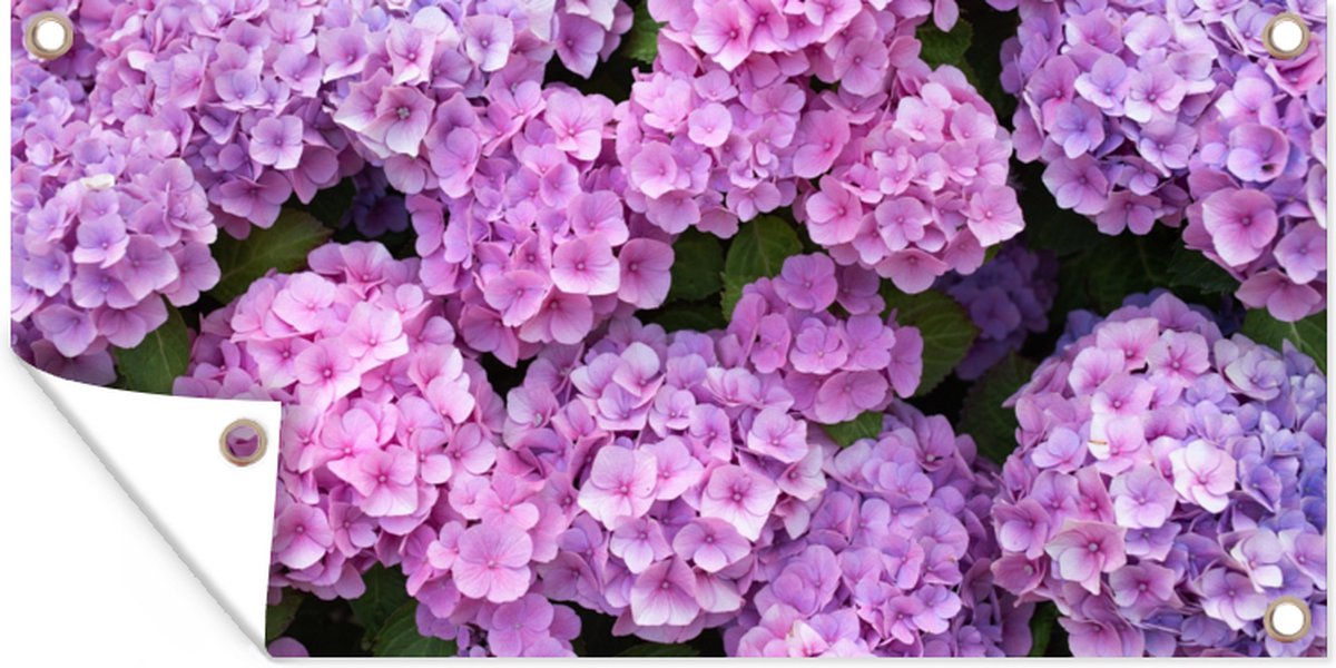 Décoration murale murale d'extérieur Fleurs - Hortensia - Arbuste ...