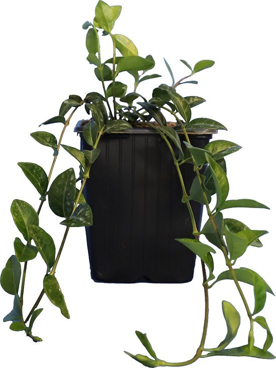 20 stuks | Blauwe Maagdenpalm - Pot P9 - Bloeiende plant - Kleinbladig ...