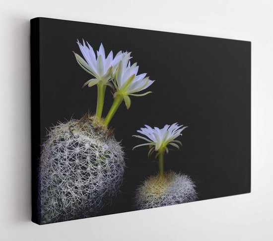 Stillevenfotografie van Discocactus araneispinus, - Modern Art Canvas ...