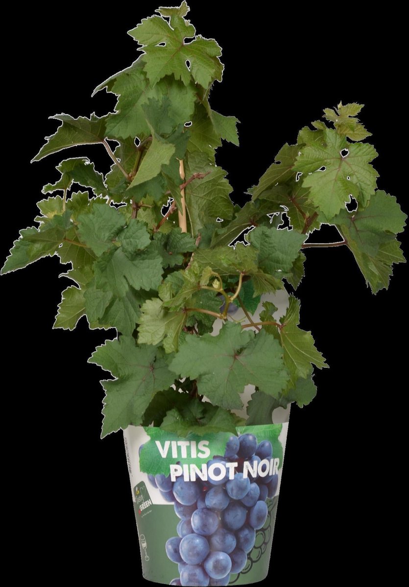 Hello Plants Vitis Pixie Pinot Noir Blauwe Druiven - Druivenplant - Ø ...