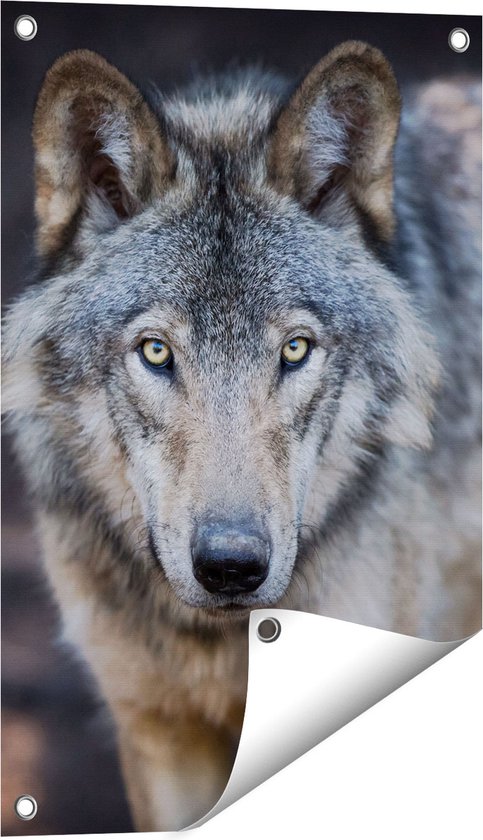Gards Tuinposter Wolvenkop - Grijze Wolf - 40x60 cm - Tuindoek ...