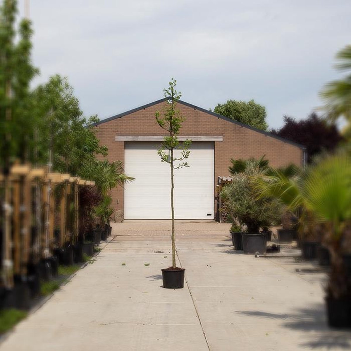 Bomenbezorgd.nl - Boom - Valse Christusdoorn - Totaalhoogte 200-300 (6-10 cm... | bol.com