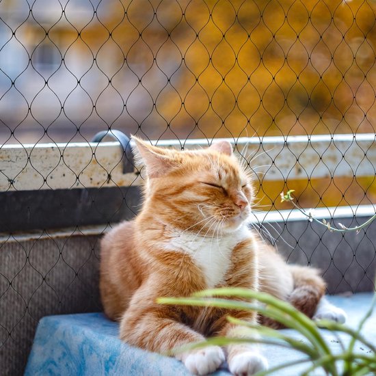 Kattennet balkon - Kattenbeschermingsnet - Balkon Net - Balkonnet ...