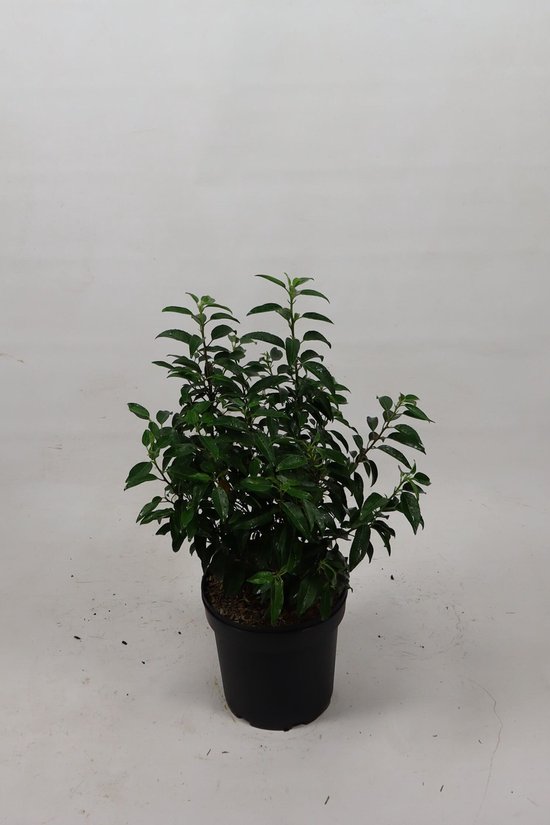 Portugese Laurier 40-60 cm (in pot) - Prunus lusitanica 'Angustifolia ...