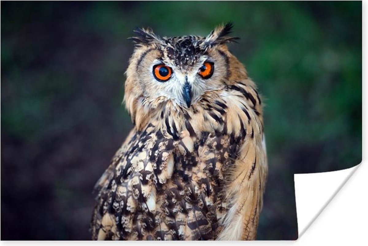 Oehoe uil Poster 90x60 cm - Foto print op Poster (wanddecoratie) | bol.com