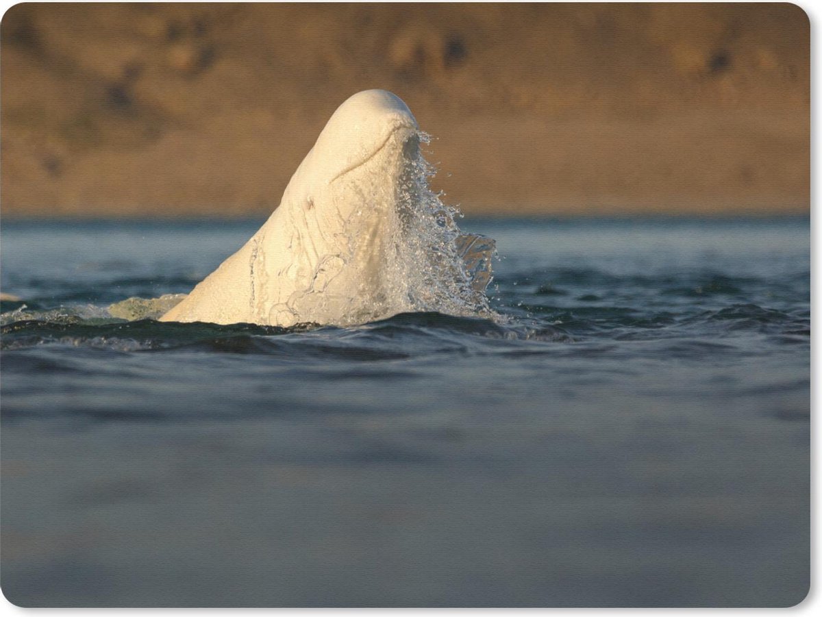 Muismat Witte dolfijn - Een Witte dolfijn zwemt in het water met de kop ...