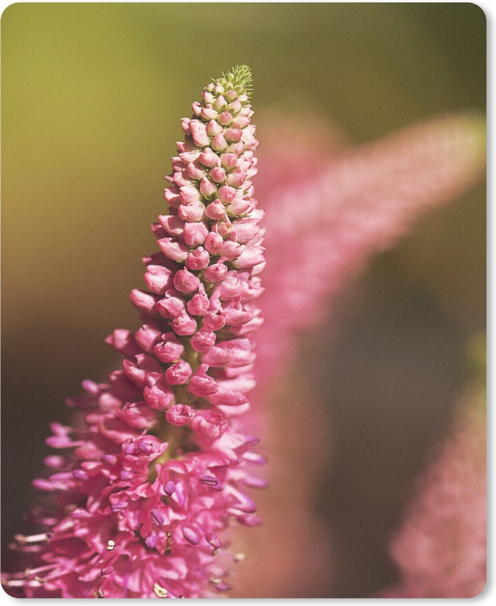 Muismat Lange ereprijs - Close-up van de roze steel van een lange ...