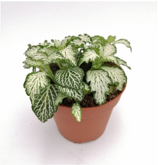 Fittonia ‘White Tiger’ in 5 cm pot – 12 cm hoge mini mozaïekplant met 4 ...