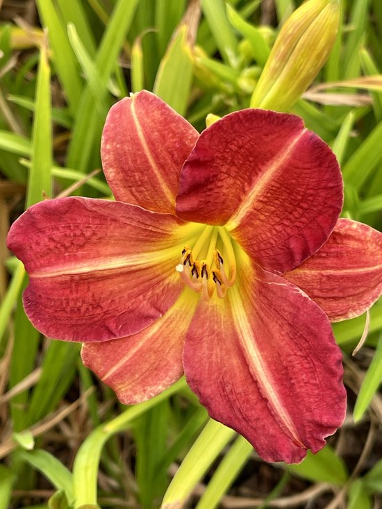6x Daglelie - Hemerocallis 'Red Rum' | bol
