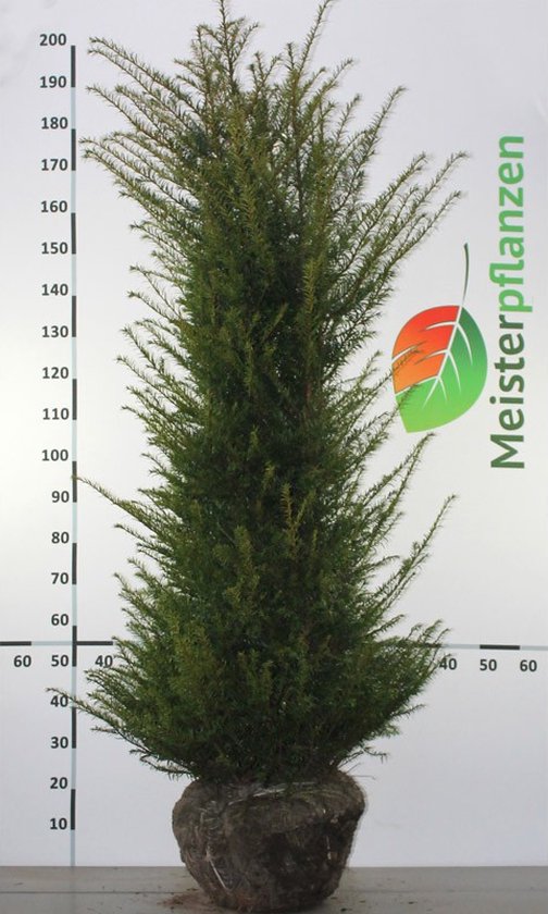 Venijnboom Taxus baccata 140-160 cm in Pot, 20x Haagplant | bol