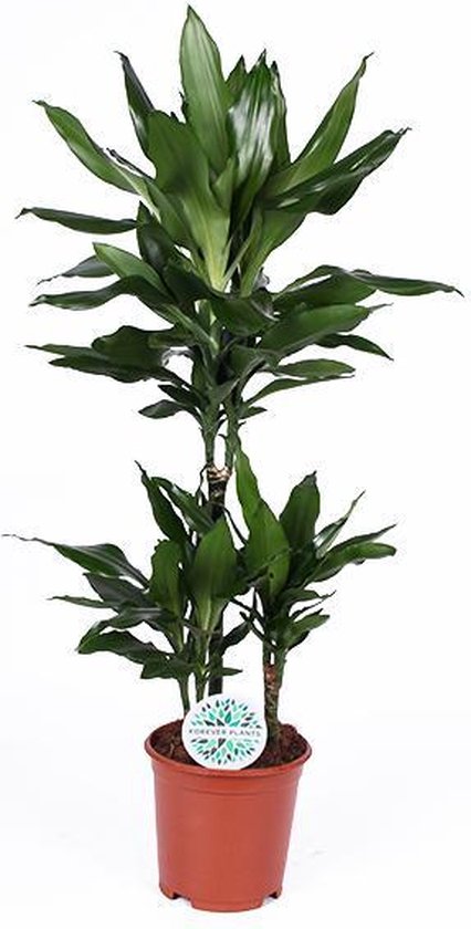 Dracaena Janet Lind Ø21cm - 90cm | bol
